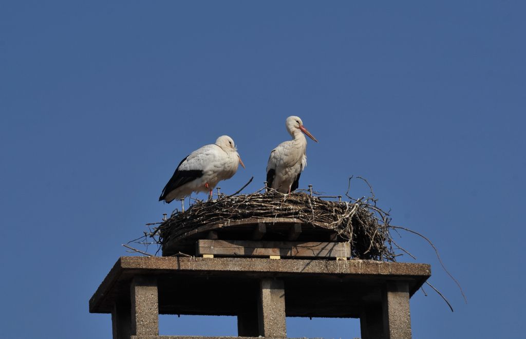 Stork room - Hotel Restaurant Sonne