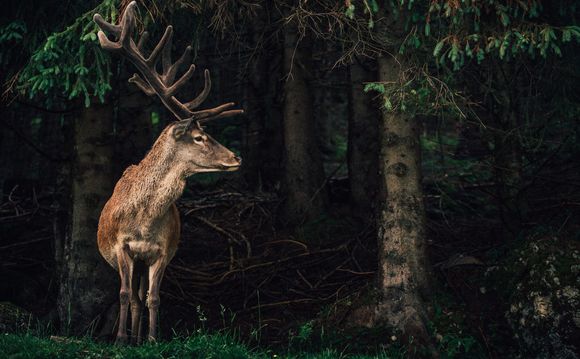 Torghele’s Wald und Fluh - Leading Spa Resorts